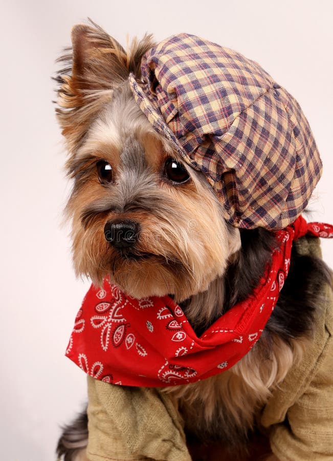 Hund mit Hut stockbild. Bild von tiere, kleid, menschlich - 28747053