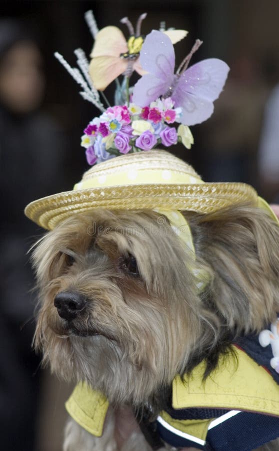 Hund mit Hut stockfoto. Bild von porträt, phantasie, kostüm - 91258