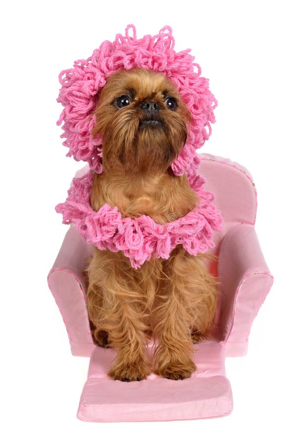 Hund Mit Hut Und Schal Auf Einem Bett Stockbild - Bild von lustig ...