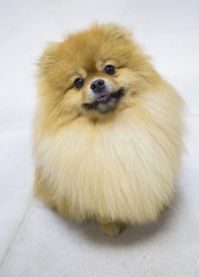 Hund-Pomeranian-Beigefarbe stockfoto. Bild von haarig - 89872988