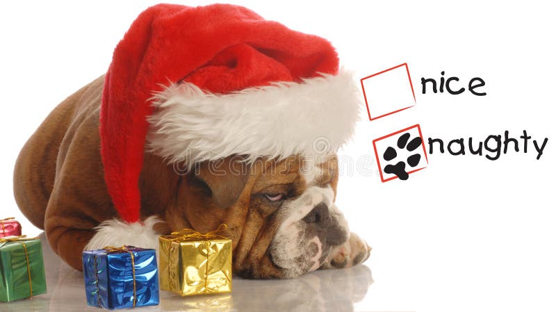 Stygg hund fotografering för bildbyråer. Bild av gulligt - 38177953