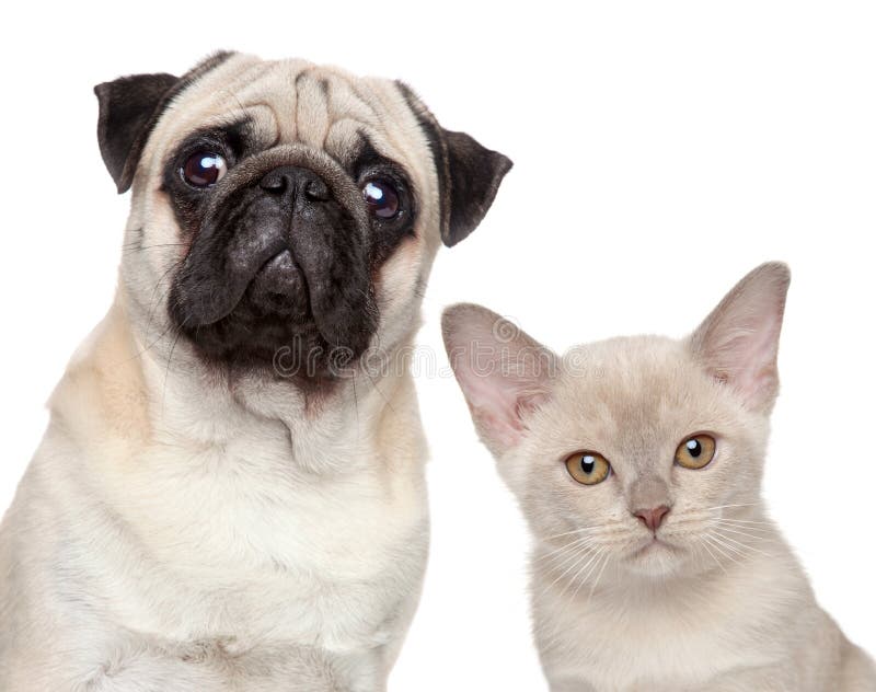 Hund und Katze stockbild. Bild von jung, braun, zusammengehörigkeit ...