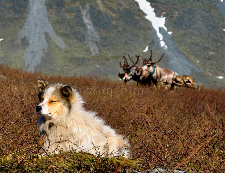 Hund und Rene stockbild. Bild von mann, entwurf, jagd - 33481293