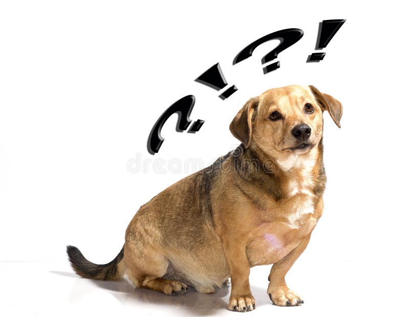 Fetter Hund stockbild. Bild von welpe, zucht, spürhund - 30152499 Fetter Hund stockbild. Bild von welpe, zucht, spürhund - 30152499