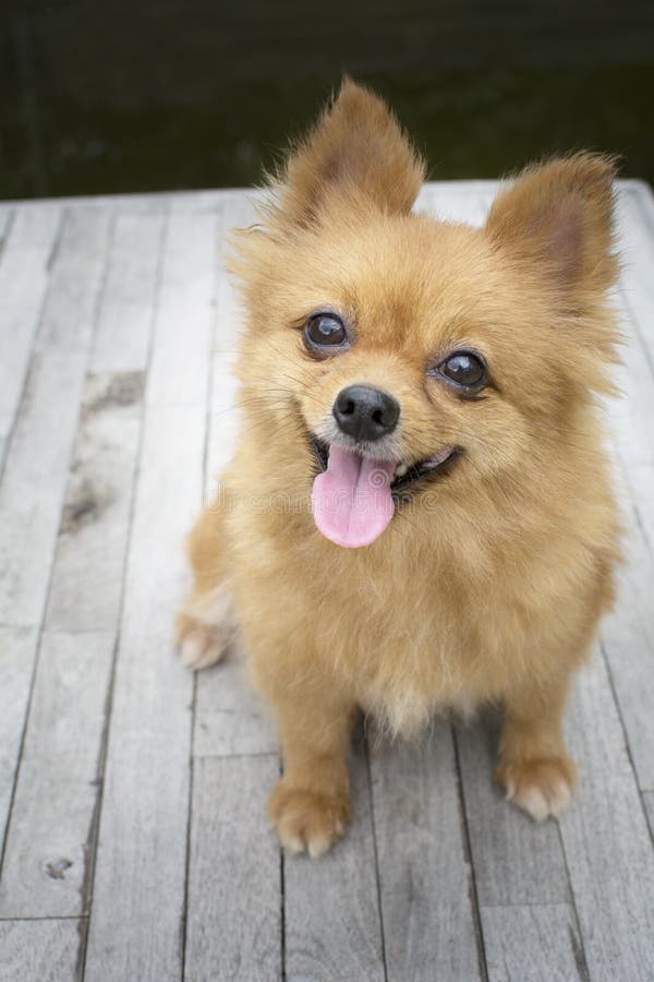 Pomeranian-Hunde stockfoto. Bild von pommer, hund, porträt - 29996654