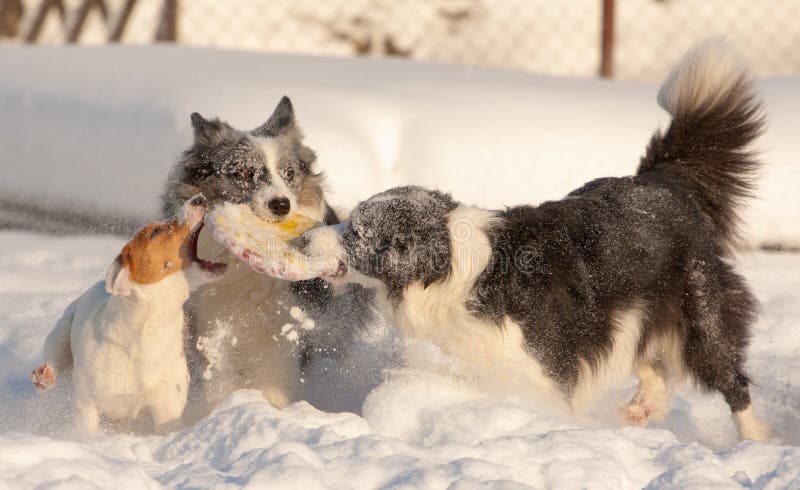 Hund im Schnee stockbild. Bild von brut, saisonal, braun - 25189701