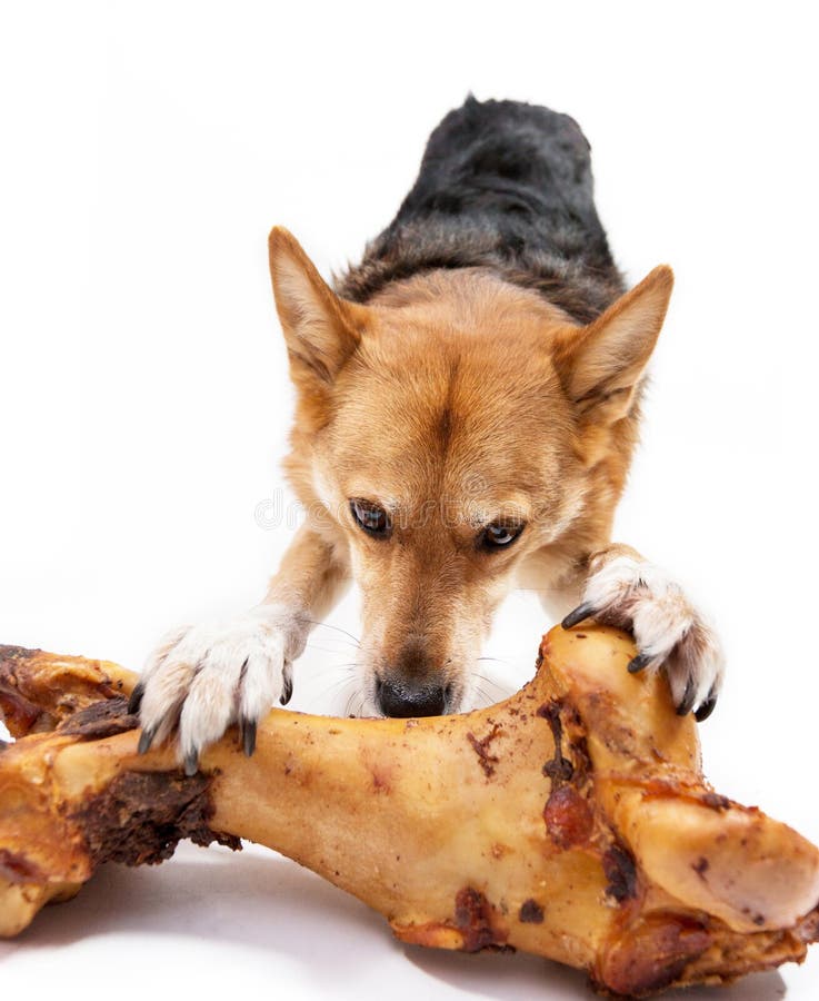 Lustiger Hund Mit Dem Knochen Stockbild - Bild von säugetier ...