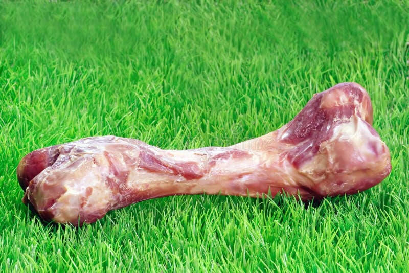 Hundeknochen stockbild. Bild von knorpel, makro, hund - 11003173