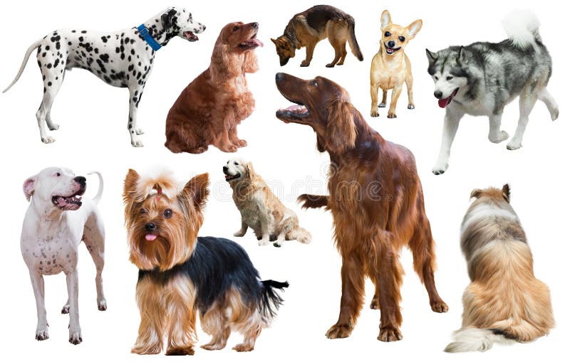 Hunderassesatz stockfoto. Bild von mala, getrennt, unterschiedlich ...