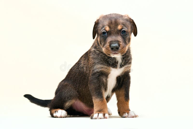 Hundewelpen-NO1 stockbild. Bild von braun, haustier, welpe - 17233271