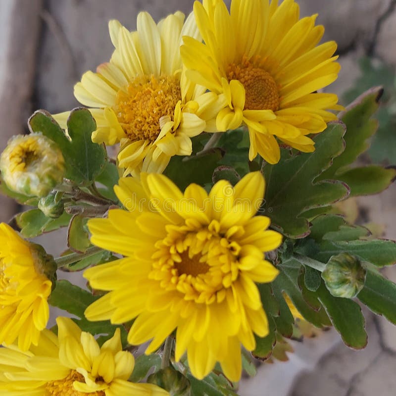 Hundred Leaves Yellow Flower Pretty Stock Photo - Image of yellow ...