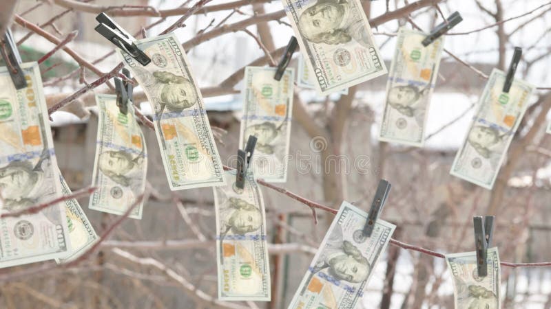 Hundred US Dollar Bills Hanging on Tree with Clothespins and Weaving on ...