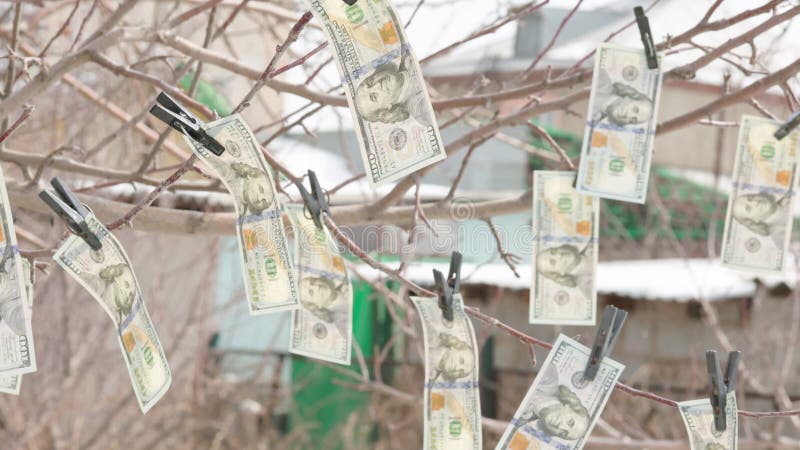 Hundred US Dollar Bills Hanging on Tree with Clothespins and Weaving on ...