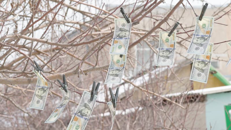 Hundred US Dollar Bills Hanging on Tree with Clothespins and Weaving on ...