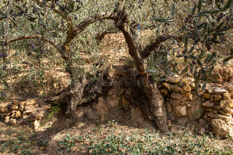 Hundred-year-old Olive Tree on the Rocks of a Field in a Cultivation ...