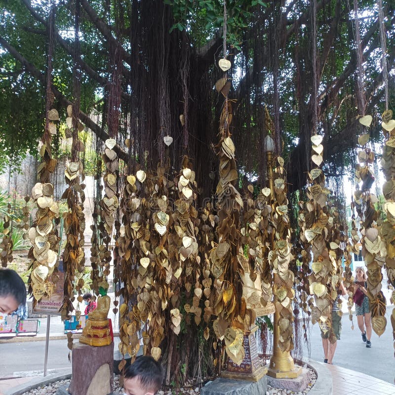 A Hundred Year Wishing Tree Editorial Photo - Image of person, shrine ...