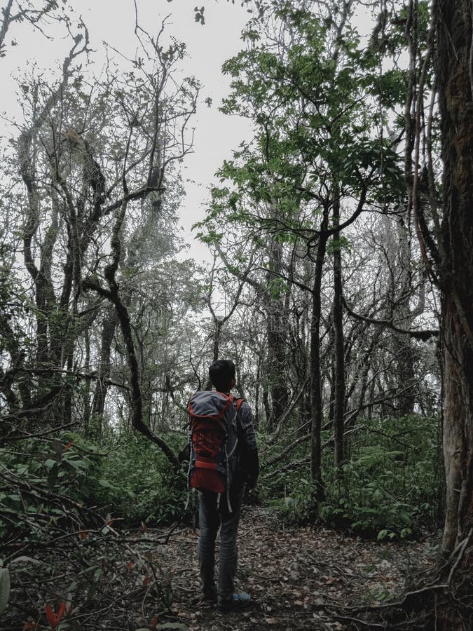 Hundred years old tree stock image. Image of nature - 207920895