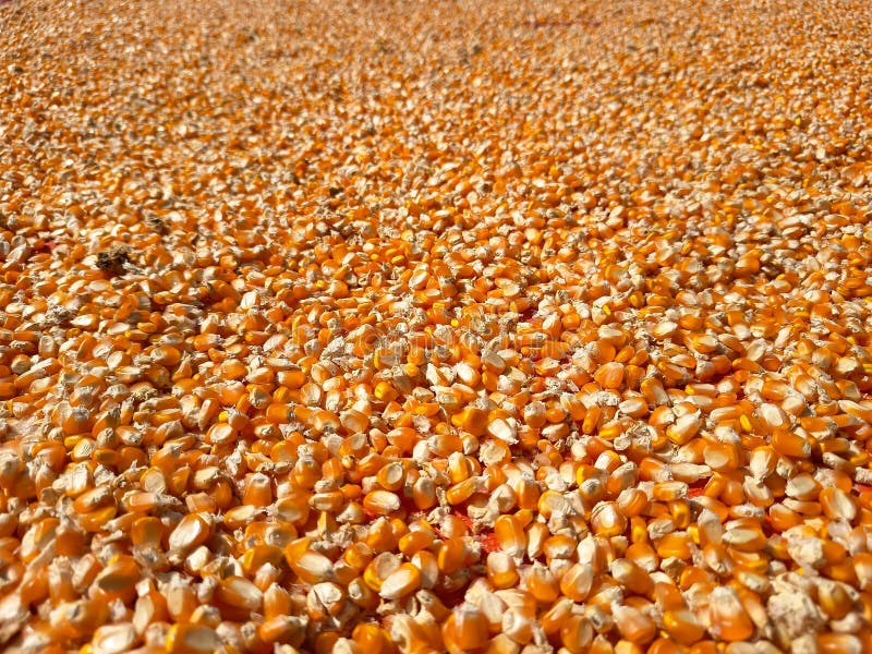 Hundreds of Bright Orange and Yellow Corn Kernels are Spread Out on a ...