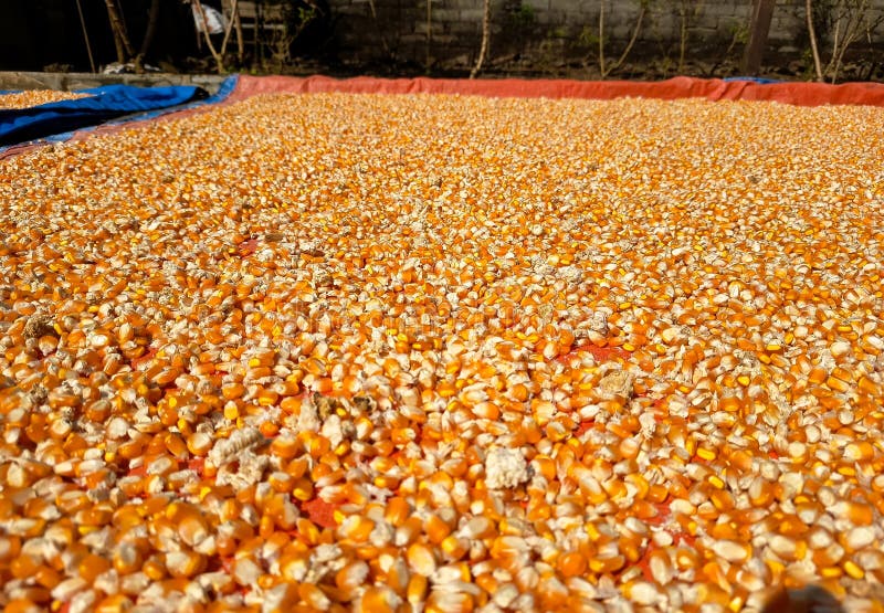 Hundreds of Bright Orange and Yellow Corn Kernels are Spread Out on a ...