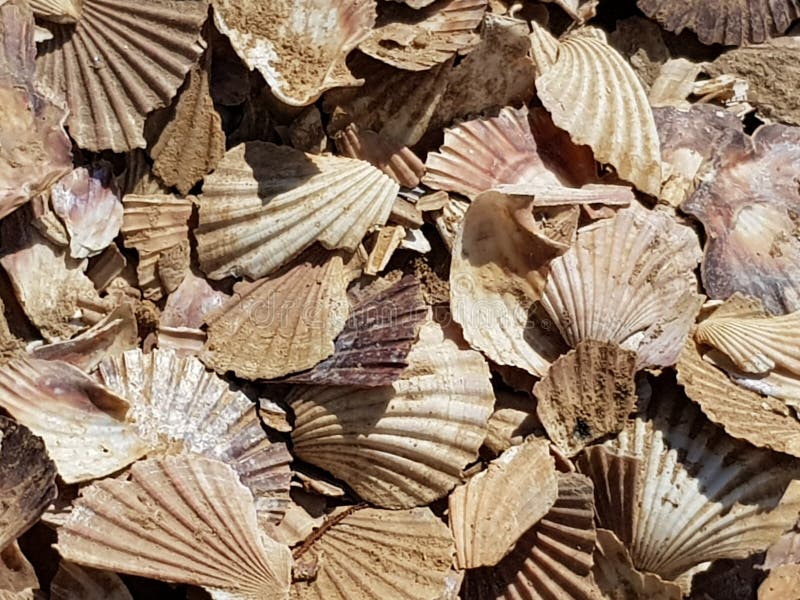 Hundreds of Discarded Scallop Shells Stock Image - Image of used ...