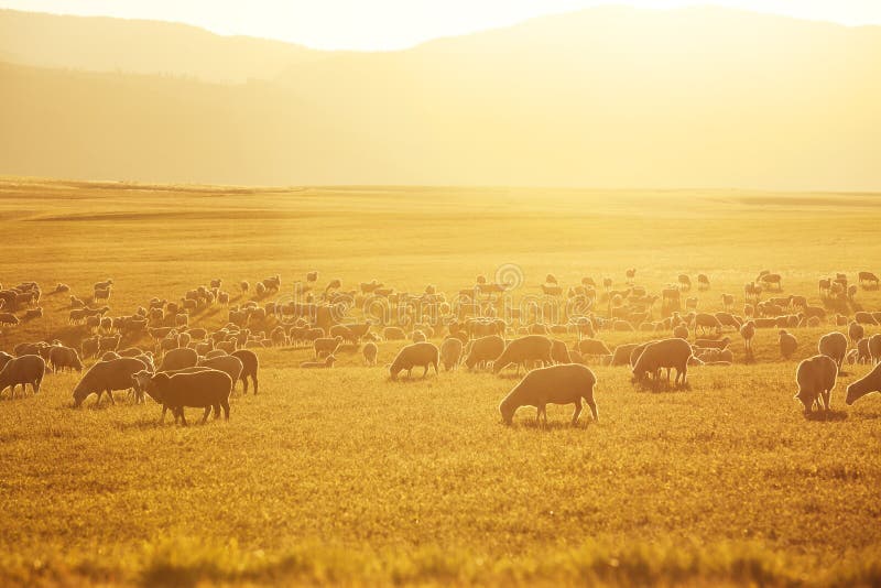 Hundreds of grazing sheep stock image. Image of sunset - 38112841