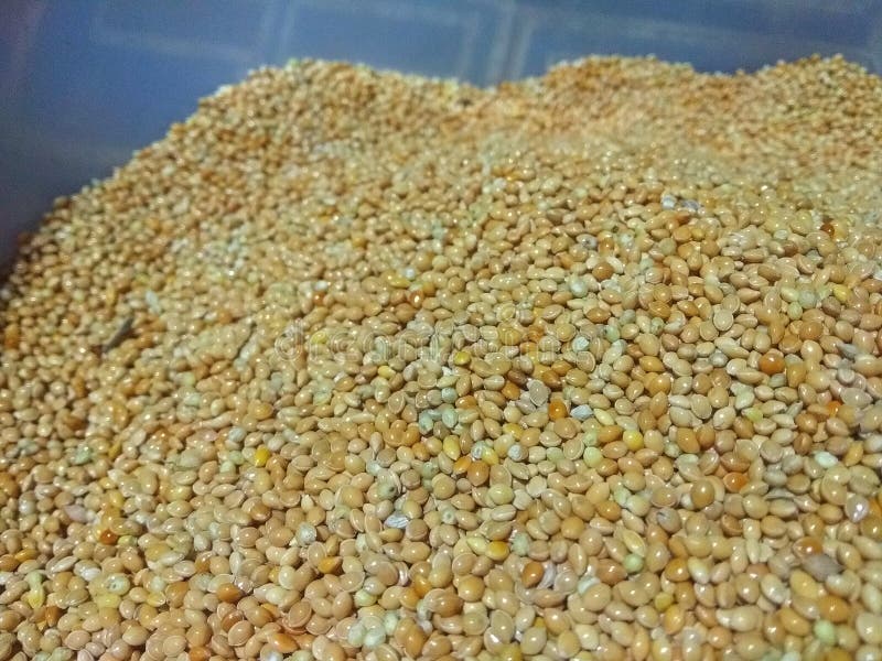 Yellow millet stock image. Image of prairie, meal, fruit - 253355285