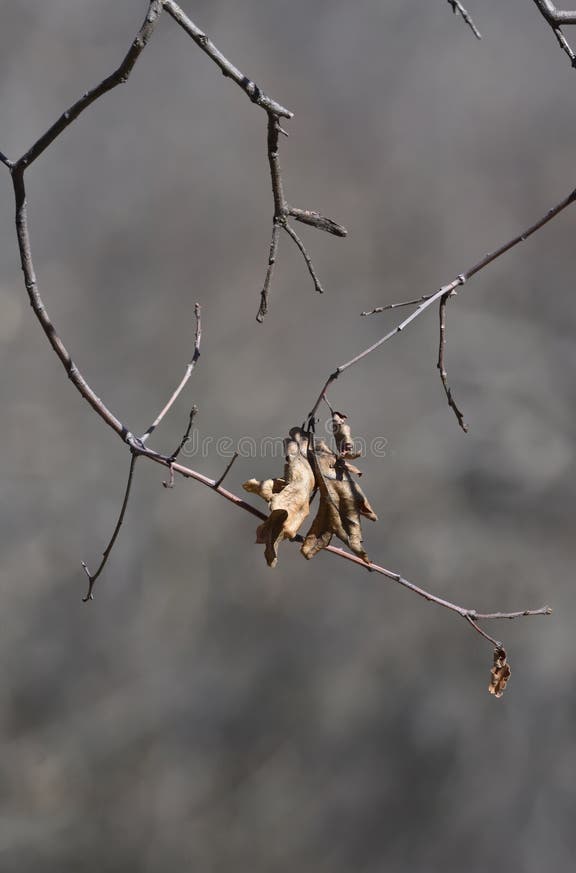 Hung leaf stock image. Image of twig, winter, bird, animal - 276373703