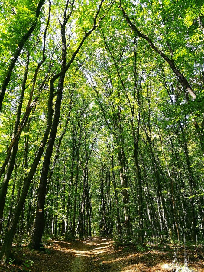 Hungarian forest summer stock image. Image of greenery - 128937515