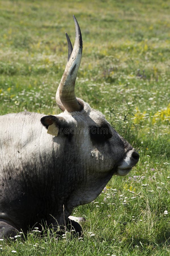 Hungarian gray bull stock photo. Image of animals, steppe - 15256084