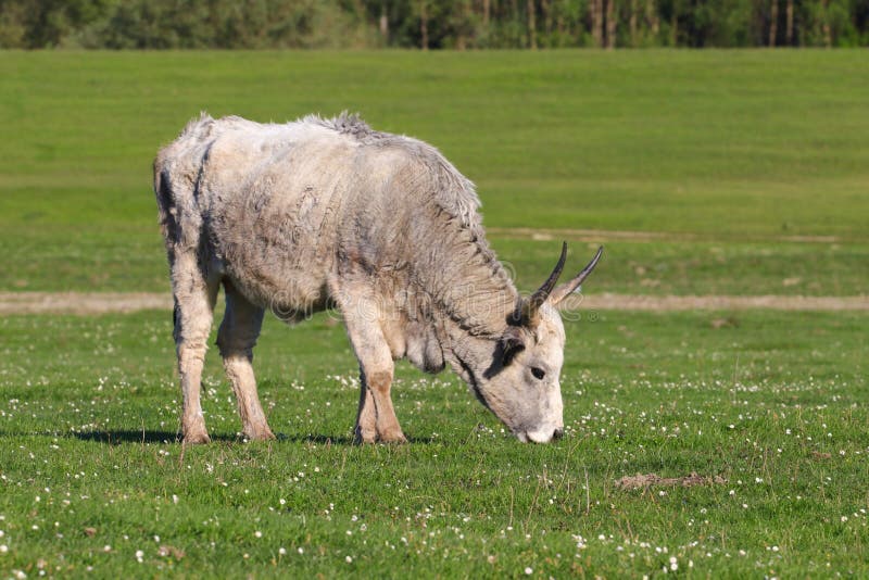 Hungarian Gray Cow Graze on Pasture Stock Image - Image of meadow, grey ...