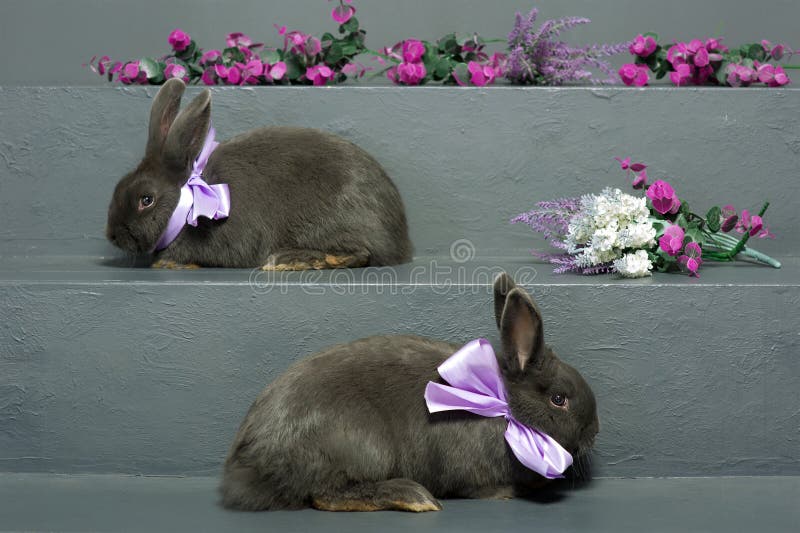 Hungarian Gray Rabbit Purple Ribbons Stock Photos - Free & Royalty-Free ...
