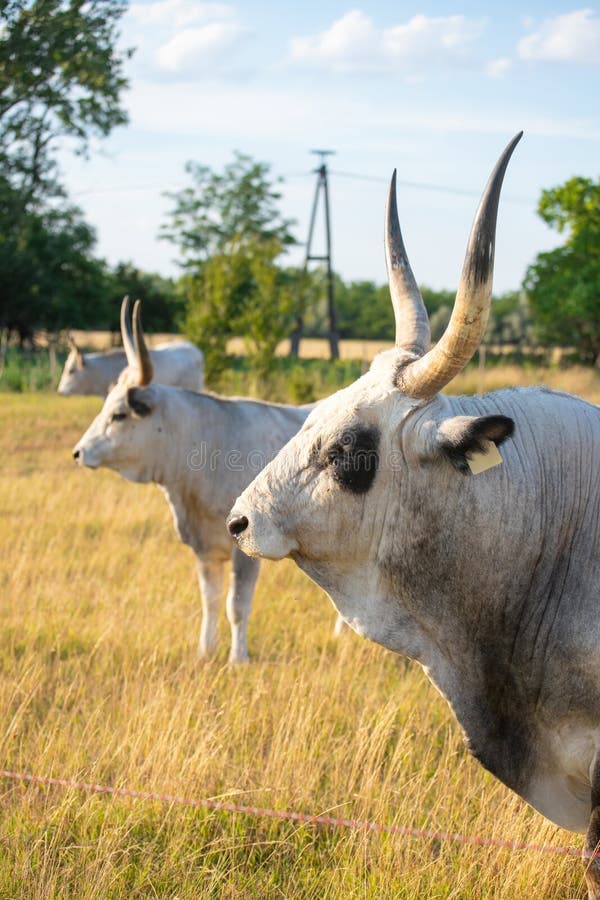 Hungarian grey cattle stock photo. Image of animal, grey - 251696560