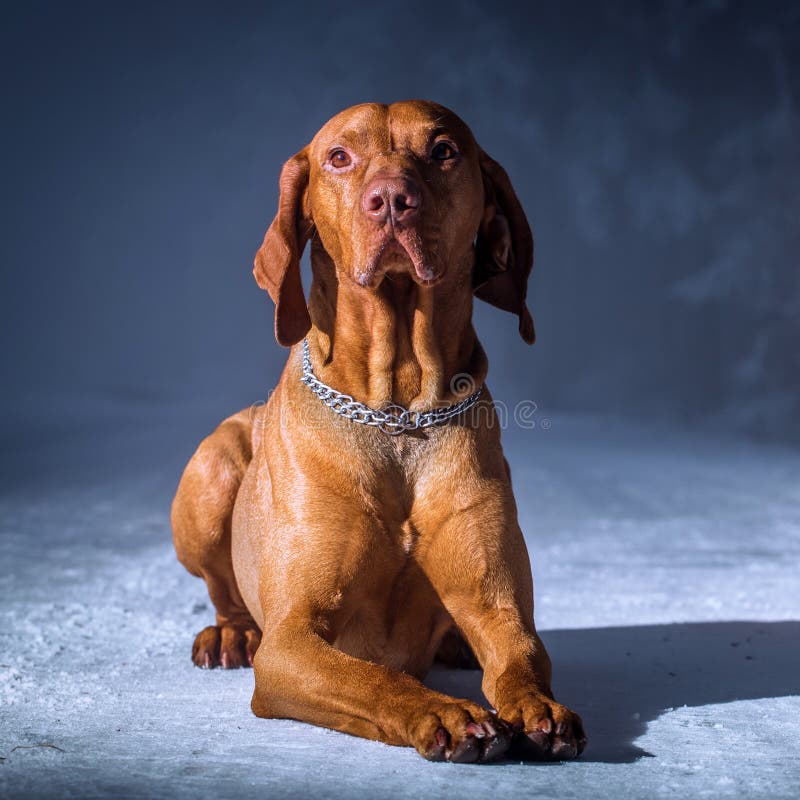 Hungarian hound dog stock image. Image of color, puppy - 37575367