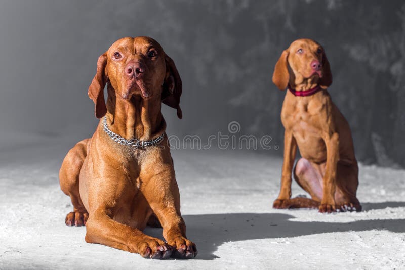 Hungarian hound dog stock image. Image of baby, breed - 37576173