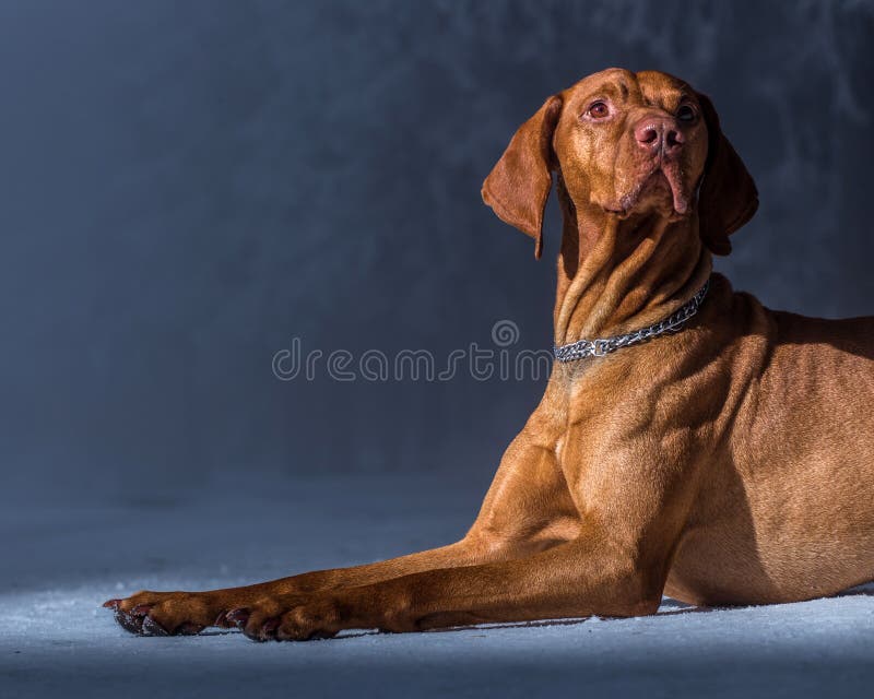 Hungarian hound dog stock photo. Image of young, animals - 37577374