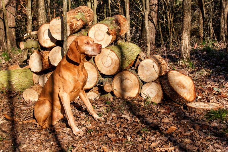 Hungarian Hound in the Forest. Hound. Spring Evening with Dog Stock ...