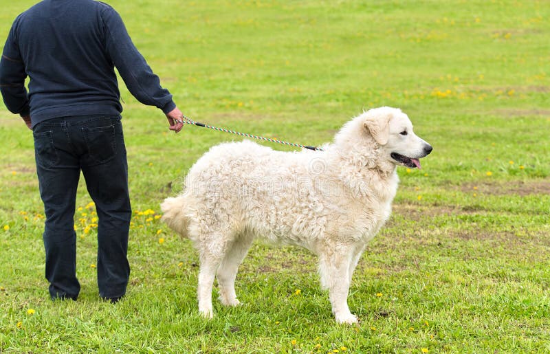 Hungarian Kuvasz Dog in the Park Stock Photo - Image of doggy, mammal ...