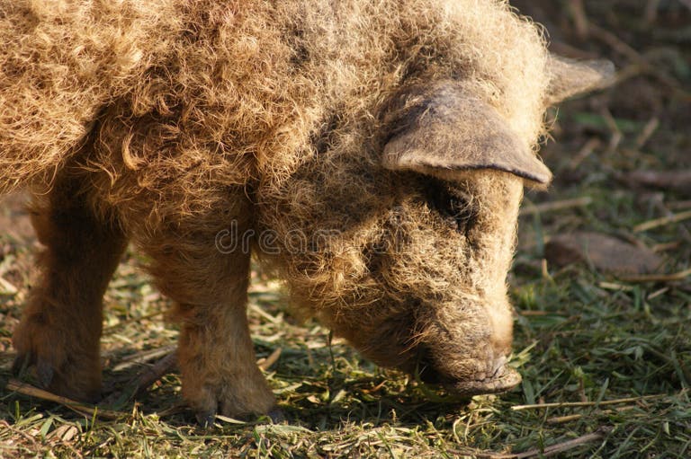 Hungarian mangalitsa pig stock photo. Image of hungary - 13855216