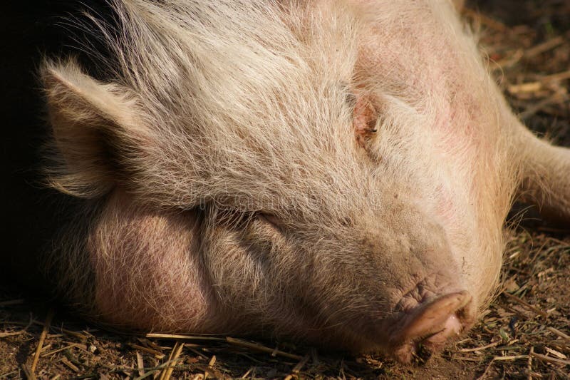 Hungarian mangalitsa pig stock photo. Image of haired - 13855236