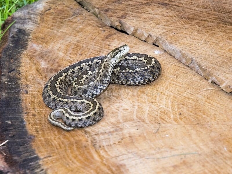 Hungarian Meadow Viper (Vipera Ursinii Rakosiensis) Stock Photo - Image ...