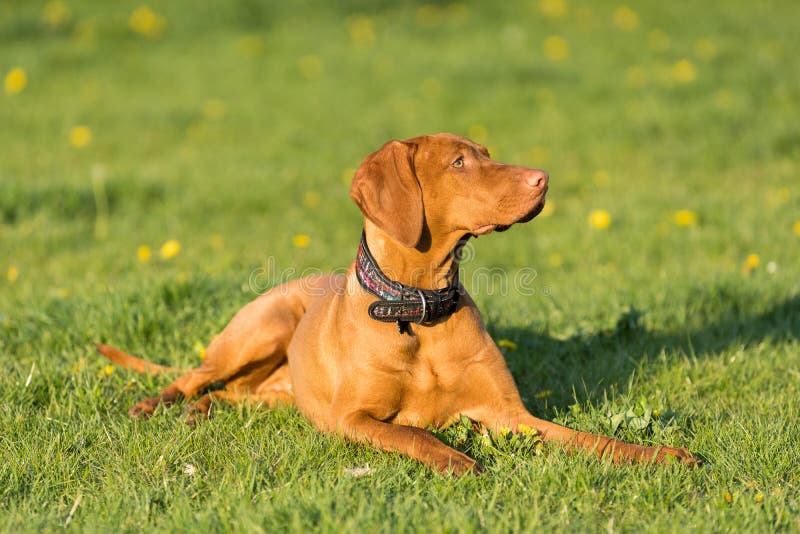 The Hungarian Pointer is Down and Resting Briefly during the Afternoon ...