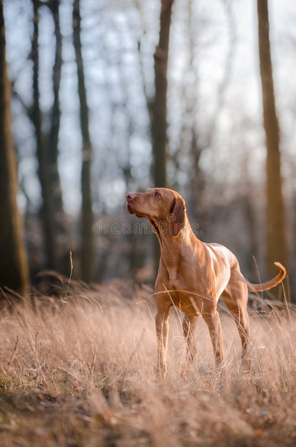 Hungarian Pointer Hound Dog Stock Image - Image of happy, hungarian ...