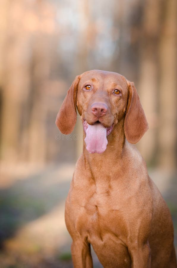 Hungarian Pointer Hound Dog Stock Image - Image of hungarian, hunter ...