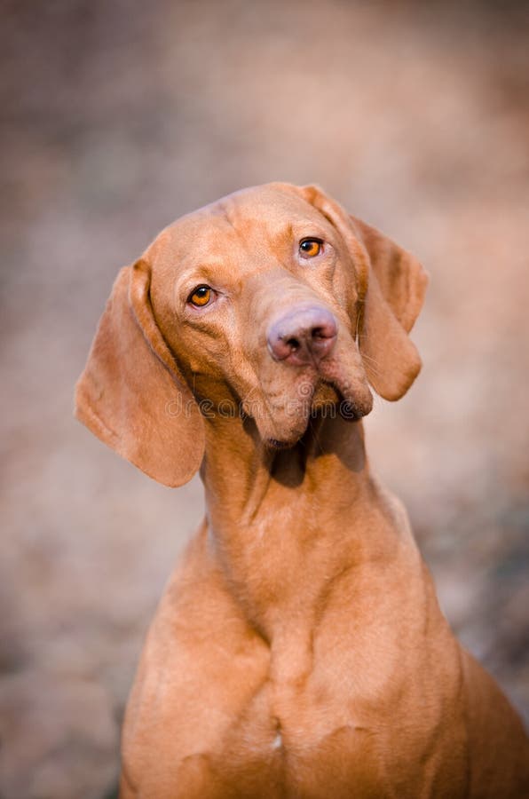 Hungarian Pointer Hound Dog Stock Image - Image of animal, adorable ...