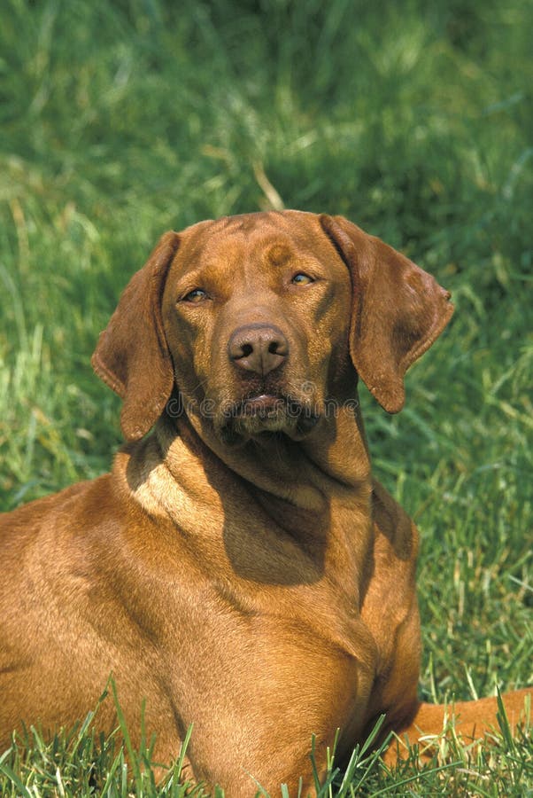 Hungarian Pointer or Vizsla Dog Stock Photo - Image of canine, quarter ...
