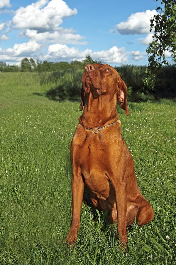 Hungarian Pointer (vizsla) Dog Stock Photo - Image of field, grass ...