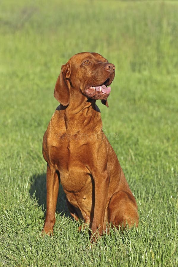 Hungarian Pointer (vizsla) Dog Stock Image - Image of extreme, design ...