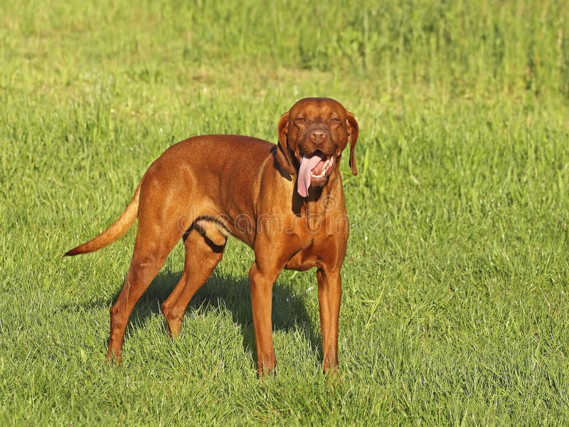Hungarian Pointer (vizsla) Dog Stock Image - Image of meadow, field ...