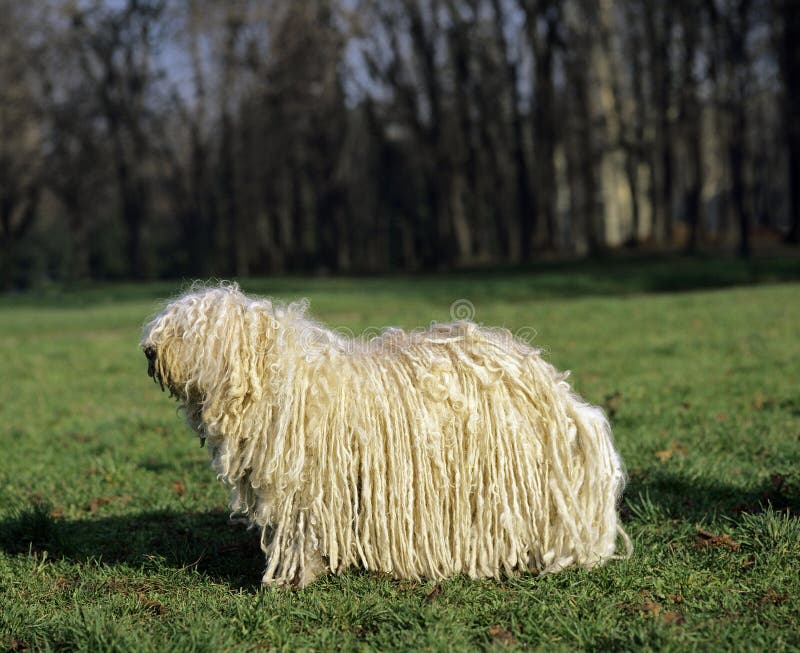 Hungarian Puli Dog, Adults Sitting Against White Background Stock Image ...