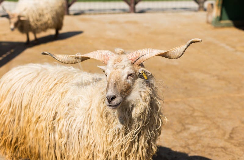 Racka Sheep Herd, Hortobagy National Park, Hungary Stock Image - Image ...